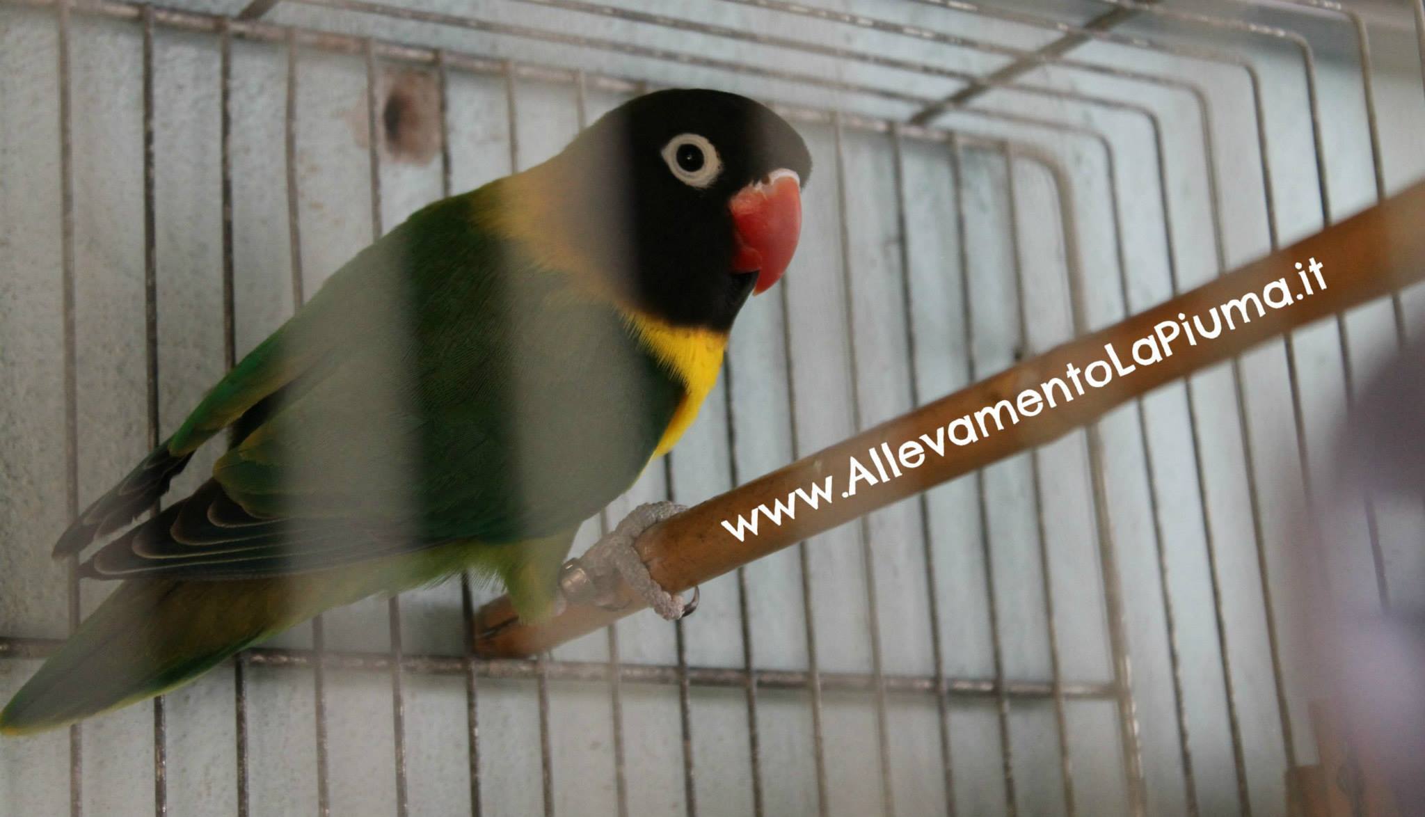 Agapornis Personata ” Inseparabile Mascherato” | Il Trespolo