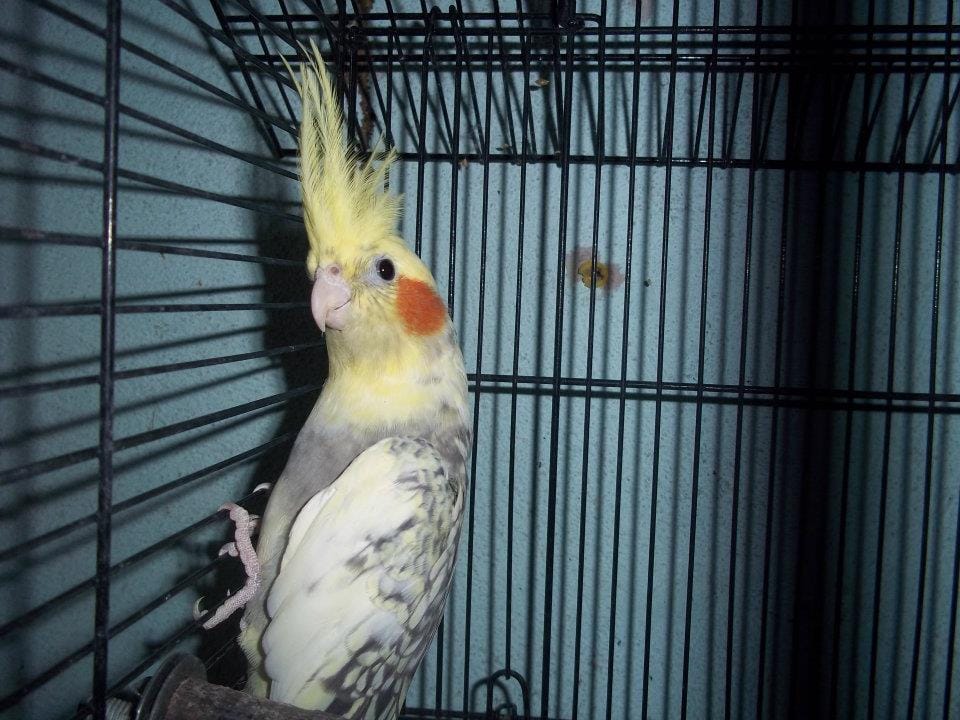 Calopsite Allevato a Mano Coccolone | Il Trespolo