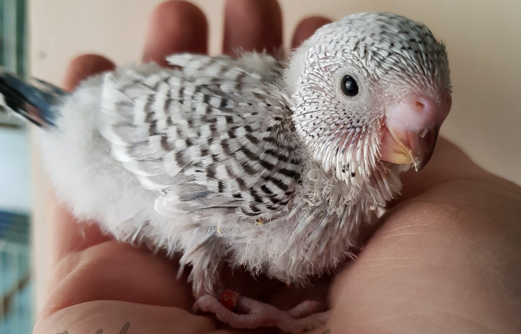 Cocorite o Pappagallino Ondulato | Il Trespolo