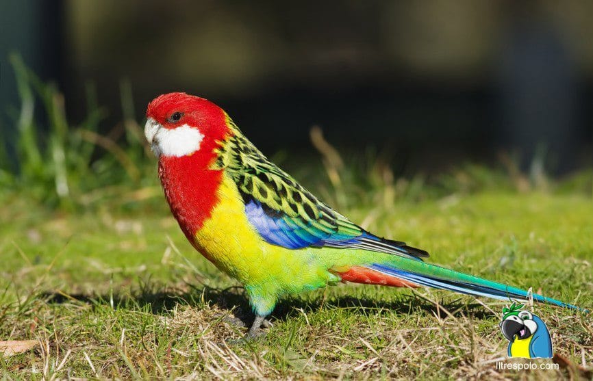 La Rosella Comune o "Piatycercus eximius" | Il Trespolo