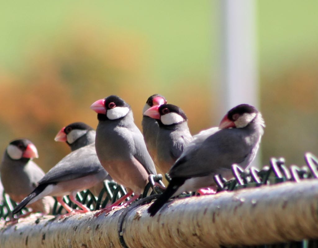 Il Padda o "Lonchura oryzivora" | Il Trespolo
