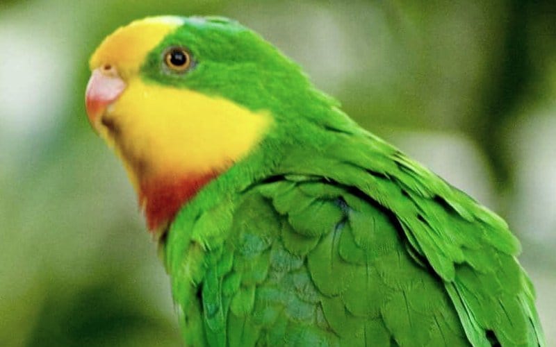 Il Parrocchetto di Barraband | Il Trespolo