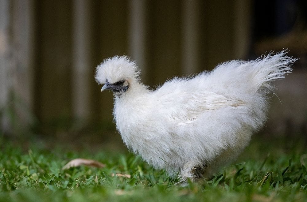Gallina Moroseta: Caratteristiche e Cura | Il Trespolo
